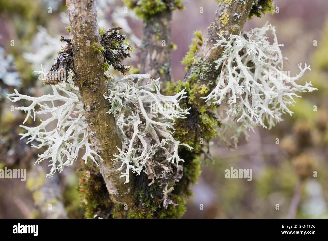 Reindeer lichen (Cladonia rangiferina) on a shrub, Rhineland-Palatinate ...