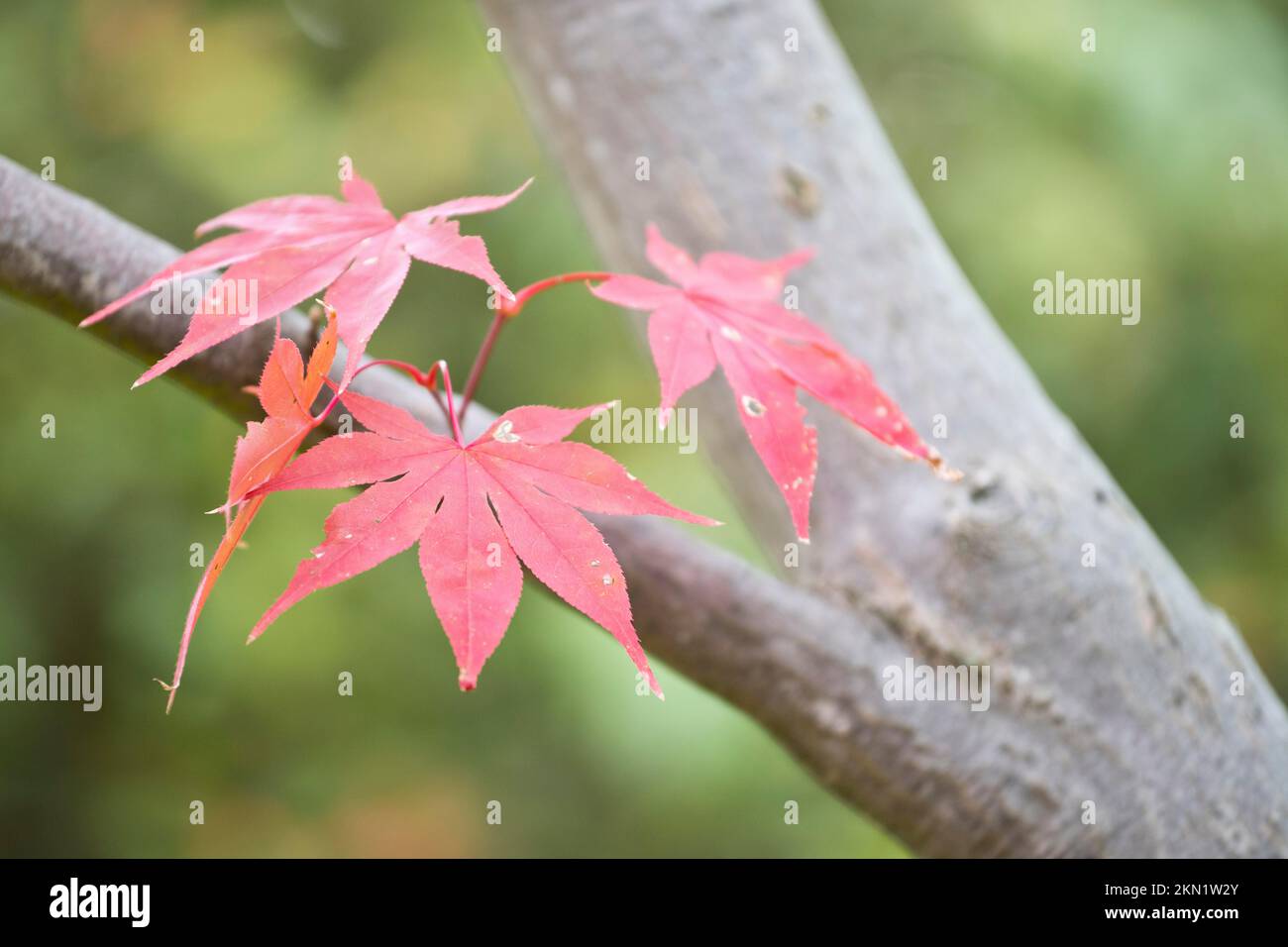 Red-leaved smooth japanese maple (Acer palmatum), Rhineland-Palatinate ...