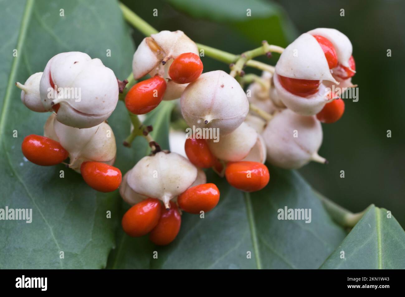 White european spindle (Euonymus europaeus), Rhineland-Palatinate ...
