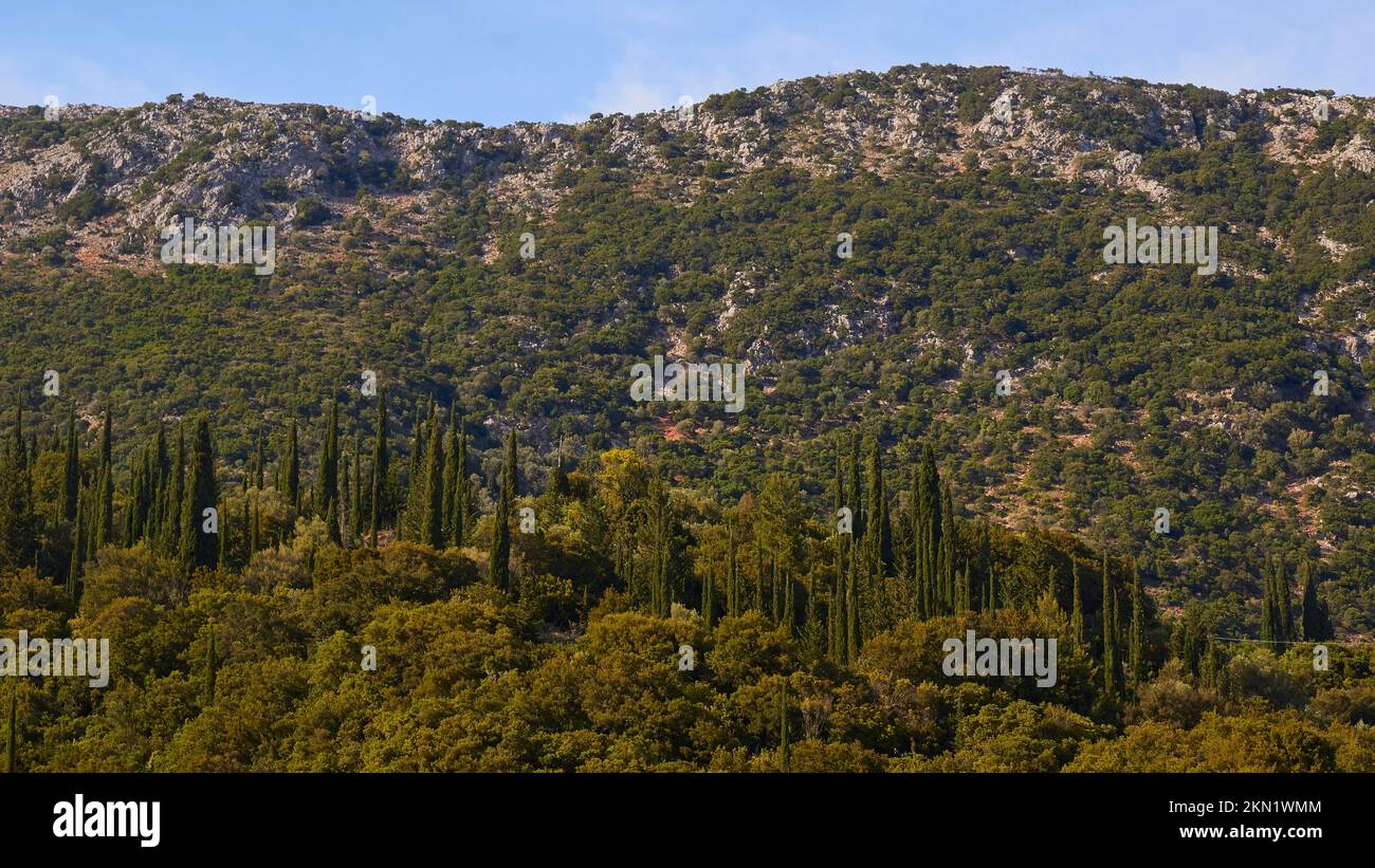 Cypresses (cupressus), cypress forest, blue sky, Kefalonia Island ...