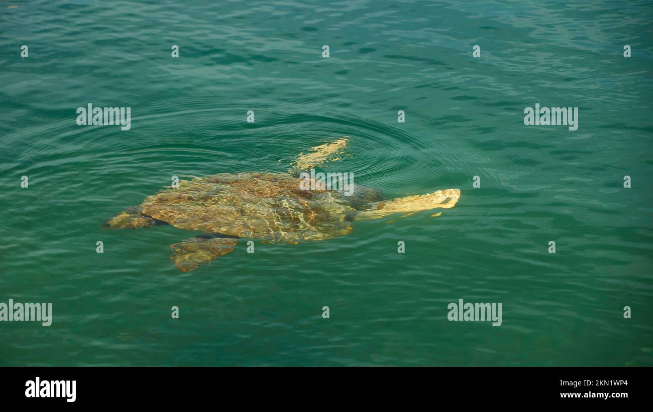 Swimming sea turtle, loggerhead sea turtle (Caretta Caretta), green ...