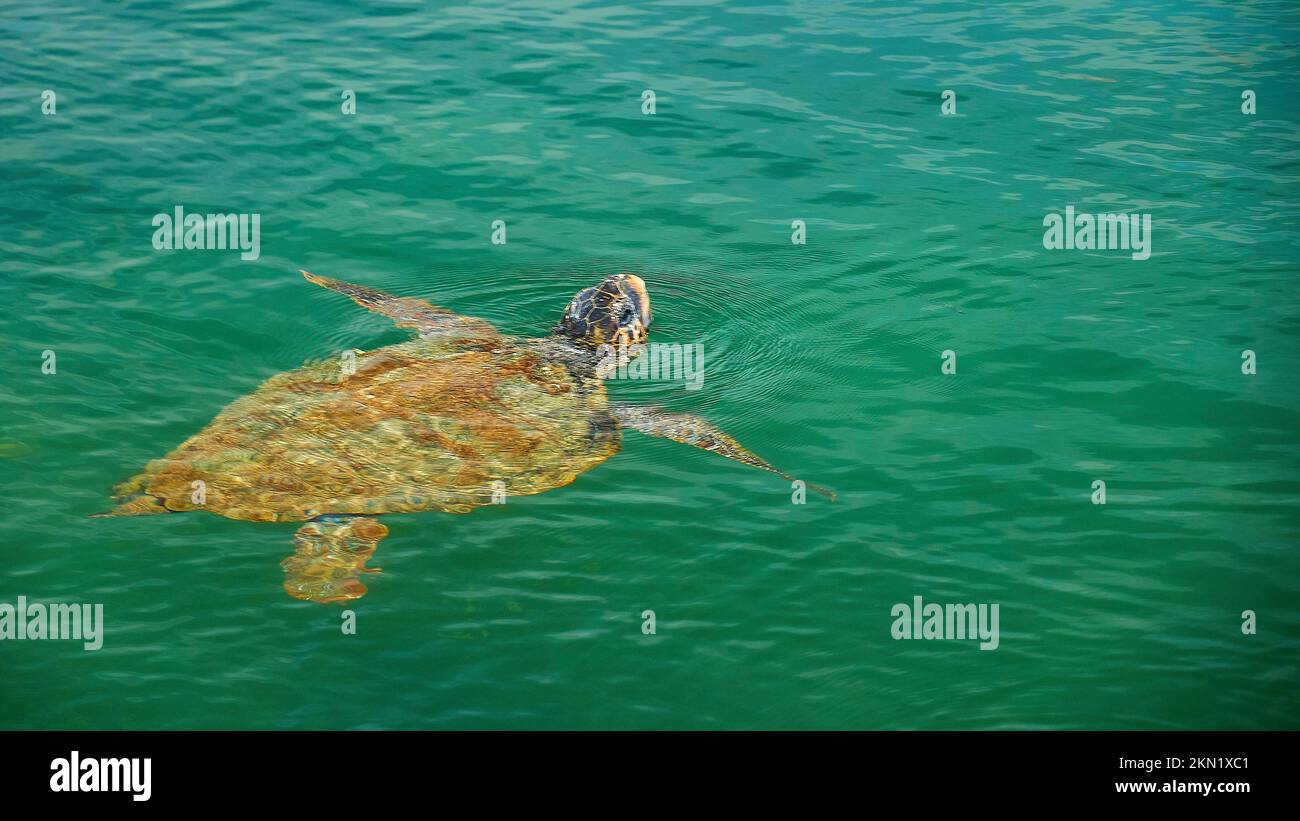 Swimming sea turtle, loggerhead sea turtle (Caretta Caretta), green ...