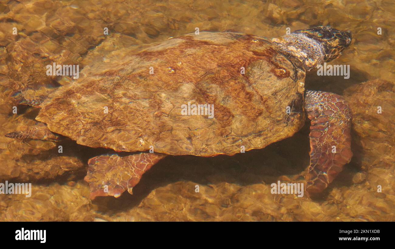 Swimming sea turtle, loggerhead turtle, close, Argostoli, Kefalonia ...