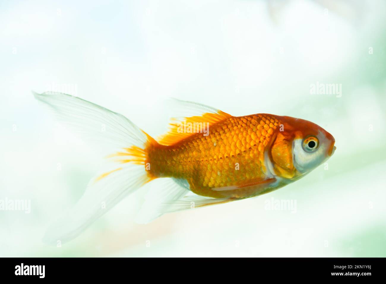 Colorful fish swimming in an aquarium Stock Photo - Alamy