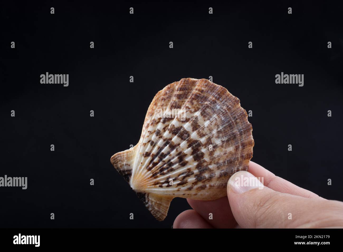 Hand holding seashell hi-res stock photography and images - Alamy