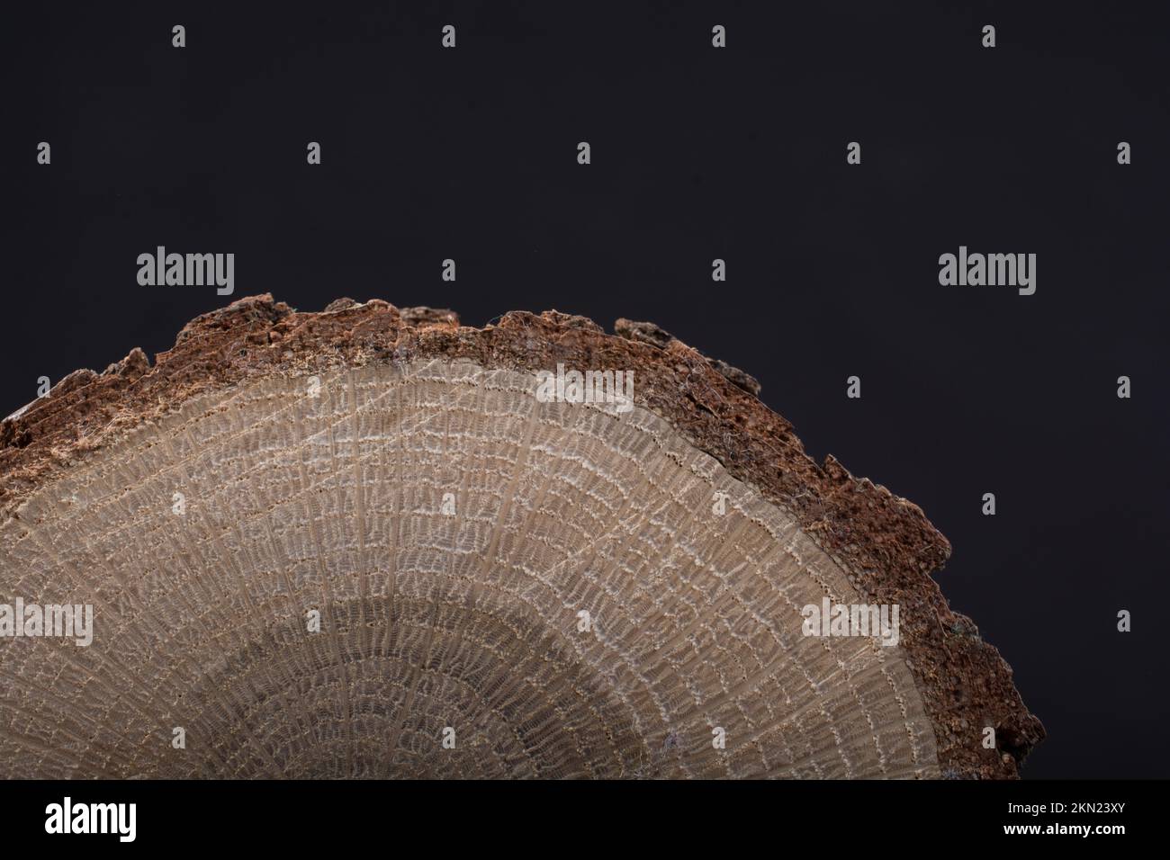 Piece of cut wood log texture as background Stock Photo - Alamy