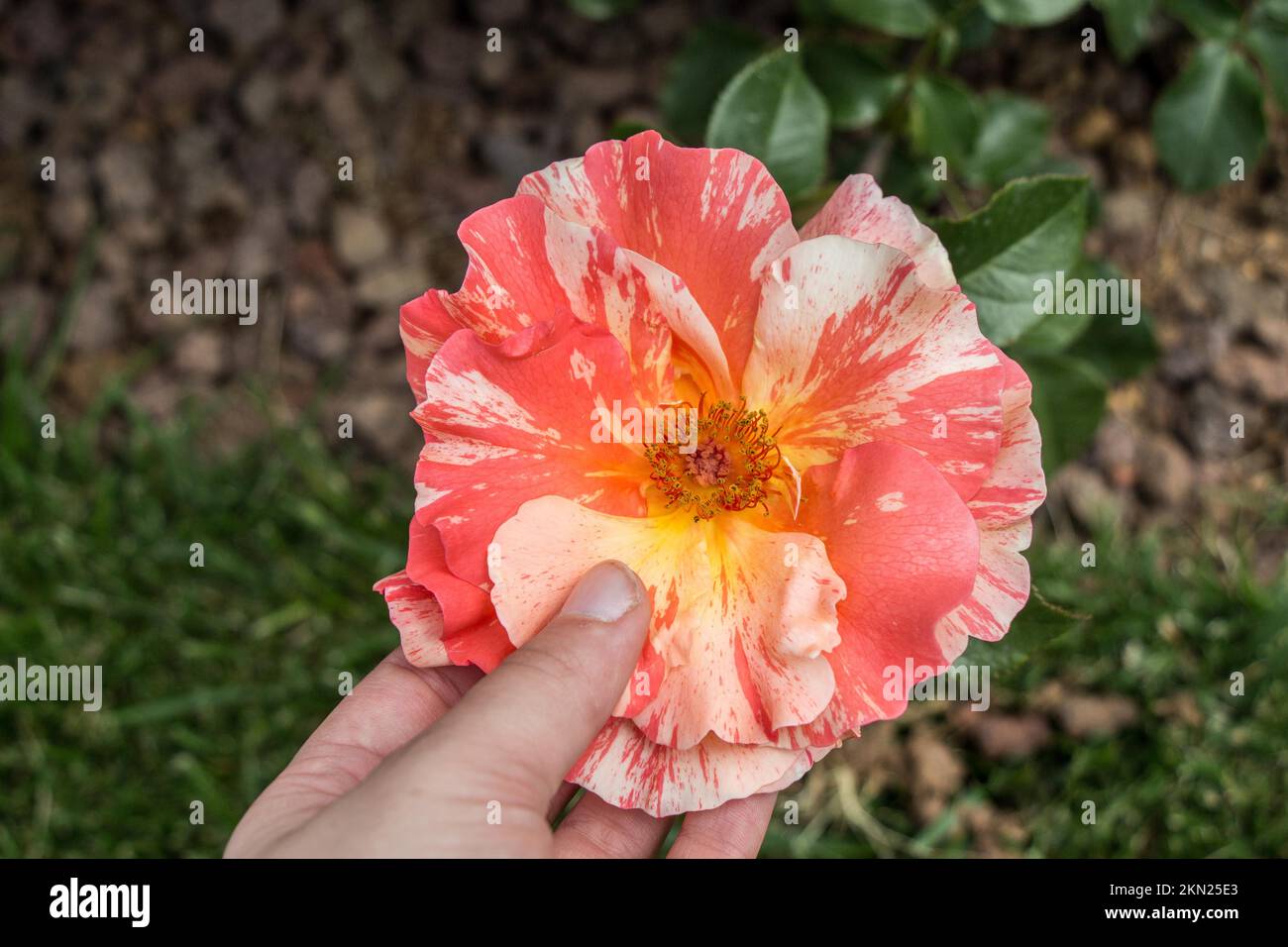 Beautiful colorful Rose Flower on garden background Stock Photo - Alamy