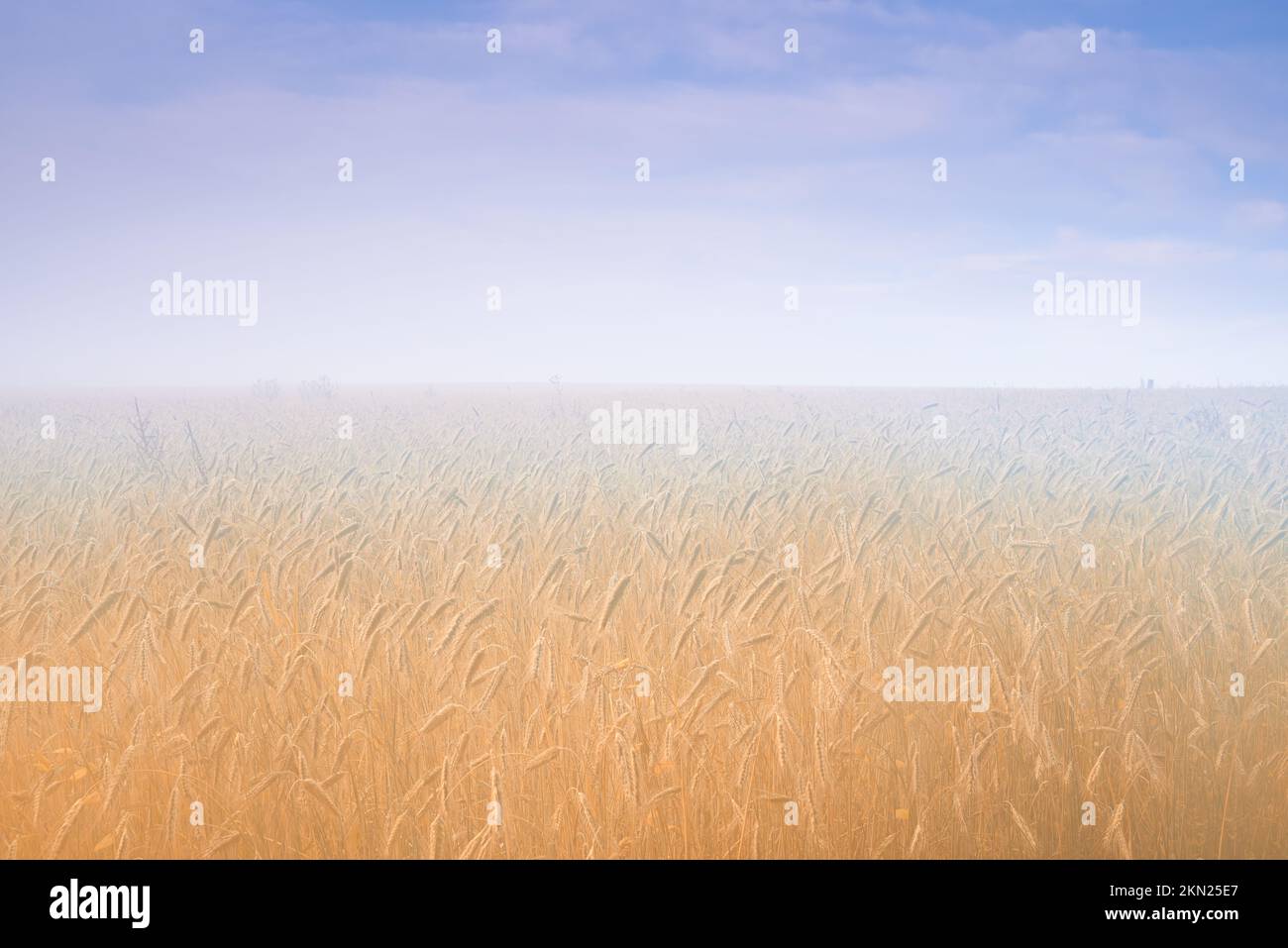 Bright, golden wheat. A wheat field in the bright summer sunhine Stock ...