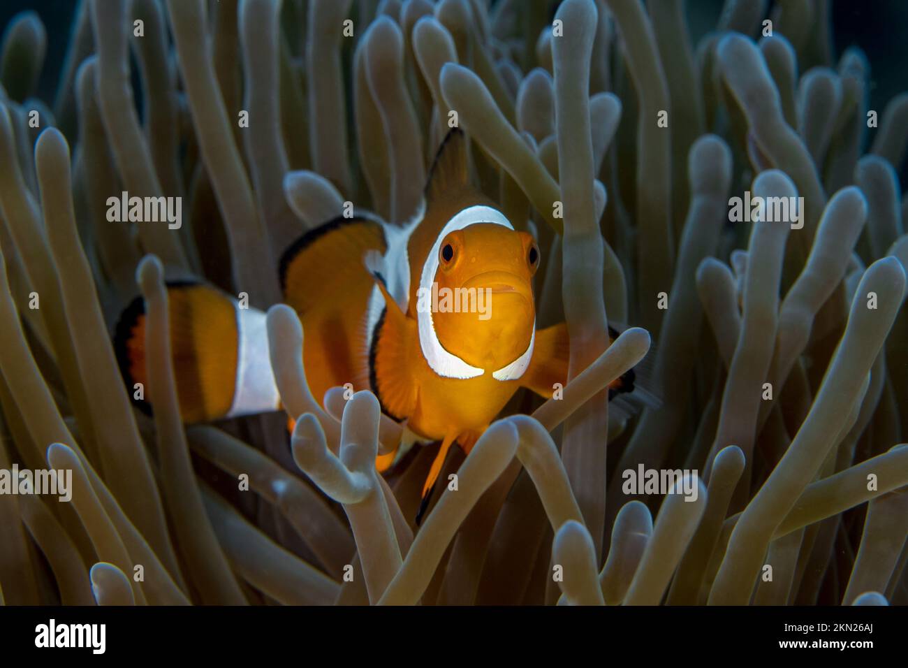 Cute orange clownfish swimming above colorful anemone in the Indo ...