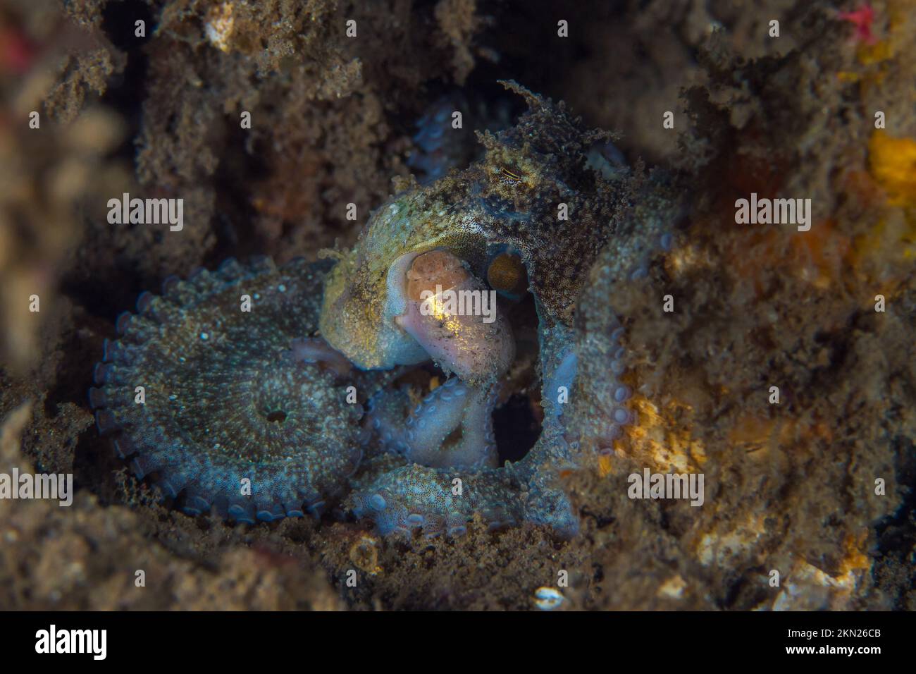 Octopus camouflage - octopus changing it's shape, texture and colour to ...