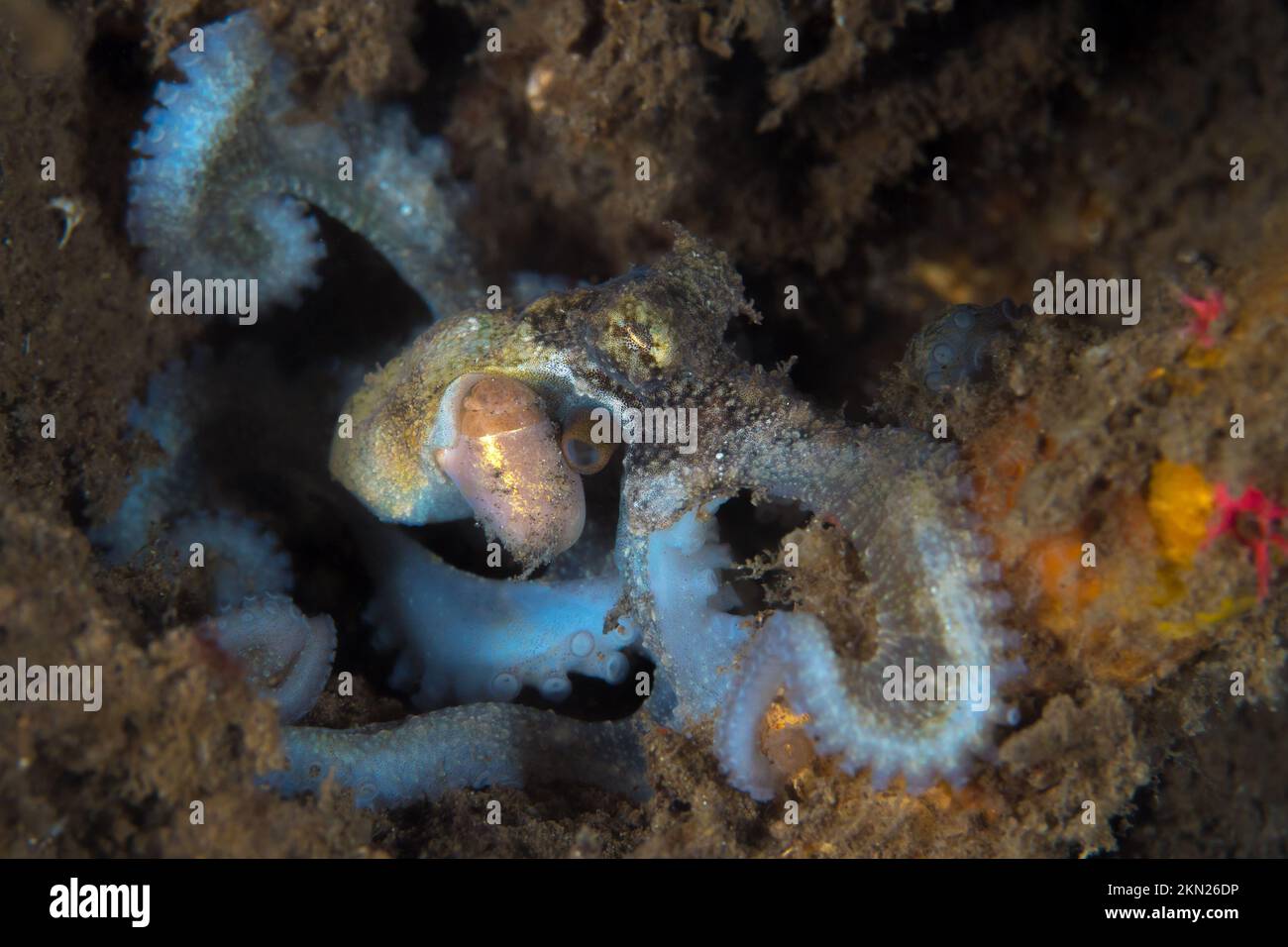 Octopus camouflage - octopus changing it's shape, texture and colour to ...