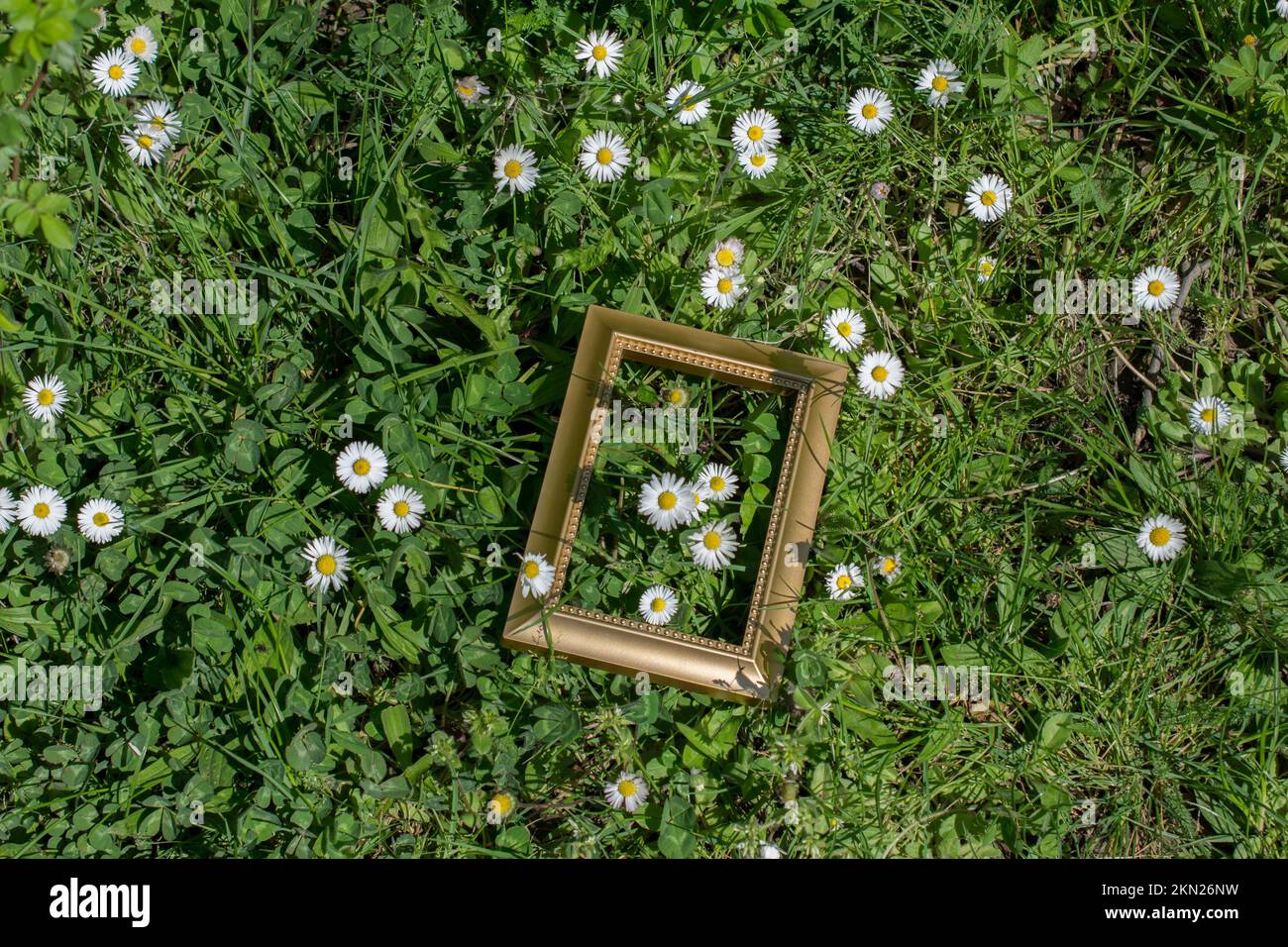 Blooming beautiful flowers in frame on grass Stock Photo - Alamy