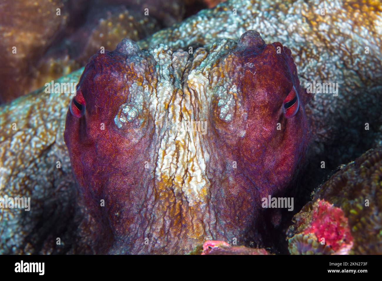 Octopus camouflage - octopus changing it's shape, texture and colour to ...