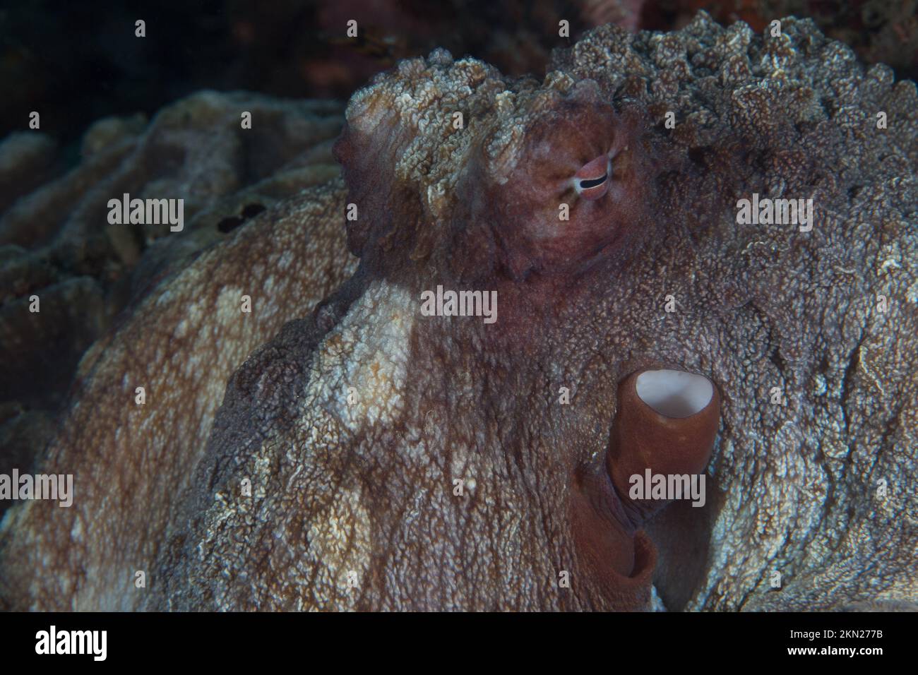 Octopus camouflage - octopus changing it's shape, texture and colour to ...