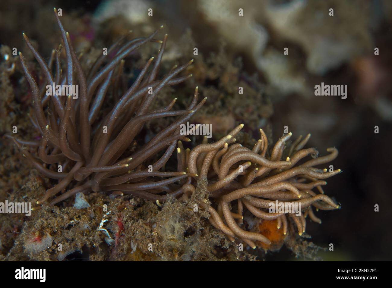 Red spots nudibranch hi-res stock photography and images - Alamy