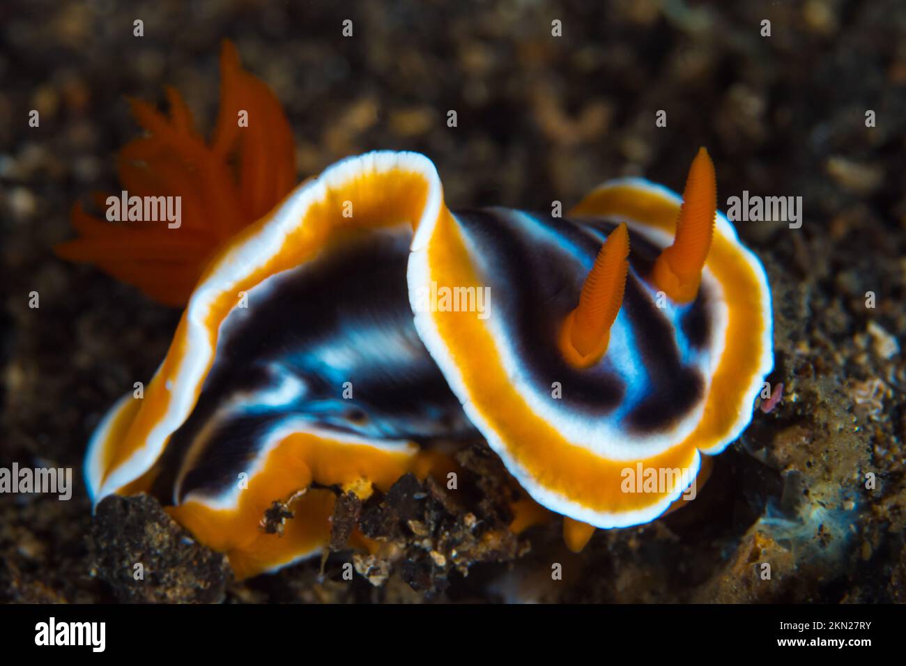 Colorful nudibranch sea slug crawling above coral reef in indonesia ...