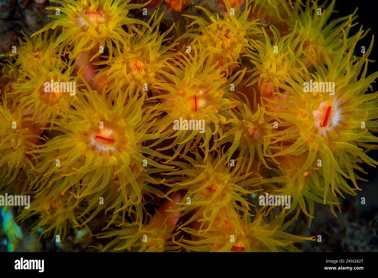 Close up detail of vibrant colorful coral polyps Stock Photo - Alamy