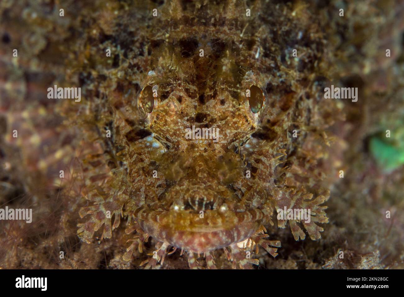 Great barrier reef poster hi-res stock photography and images - Alamy