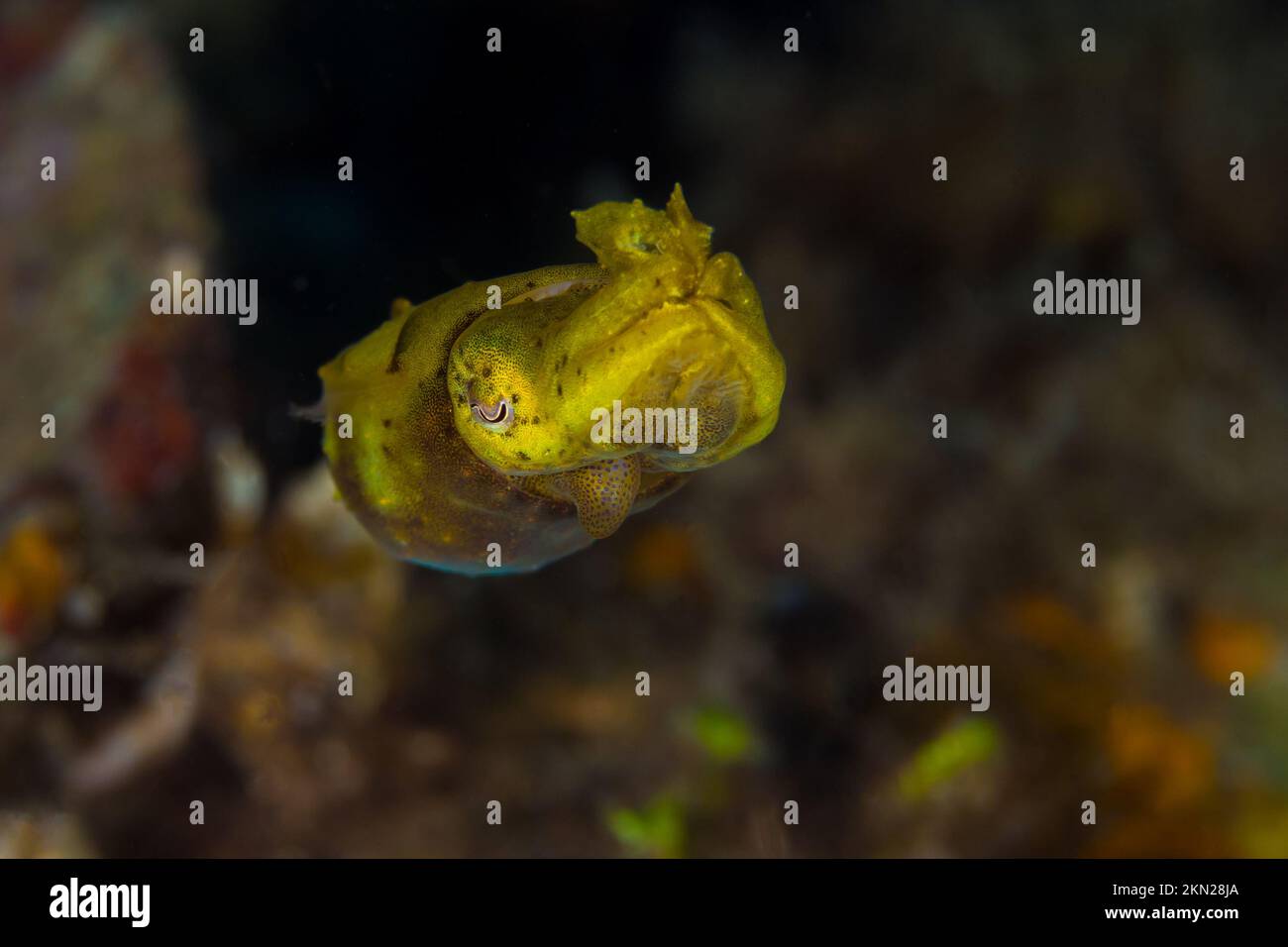 Papuan cuttlefish swimming about coral reef Stock Photo - Alamy
