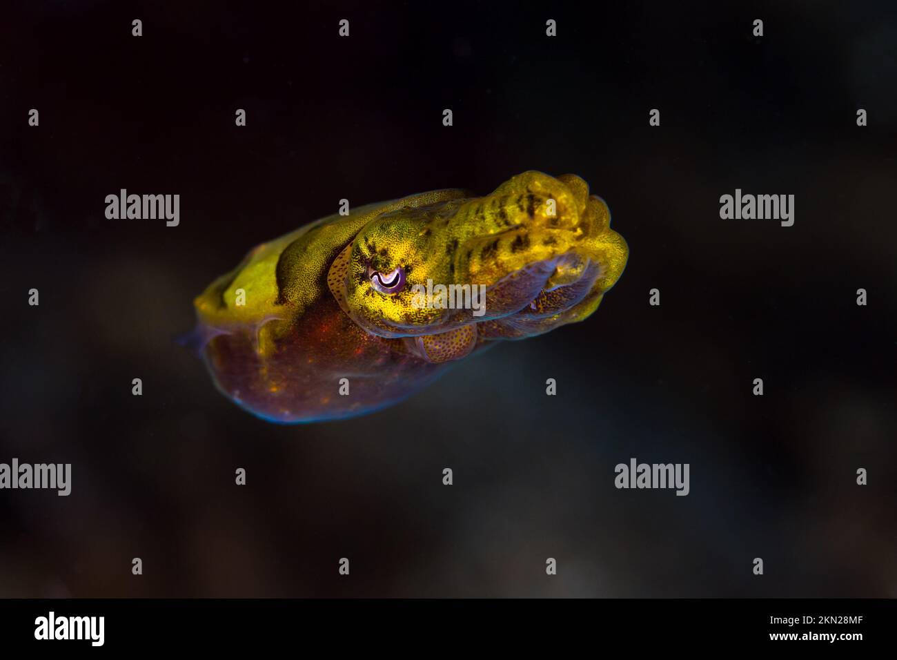 Papuan cuttlefish swimming about coral reef Stock Photo - Alamy