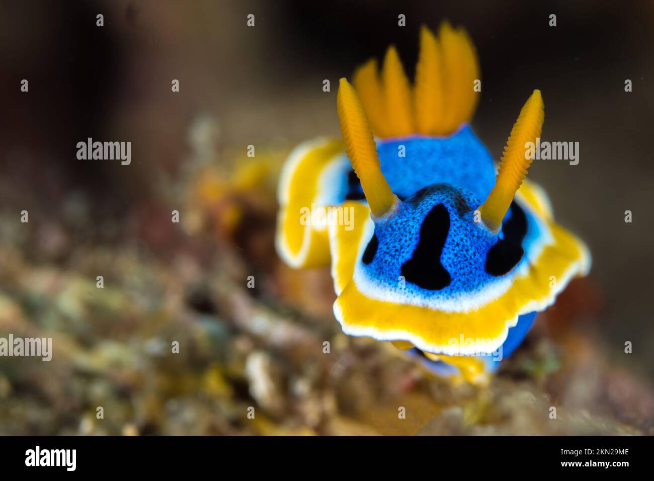 Colorful nudibranch sea slug crawling above coral reef in indonesia ...