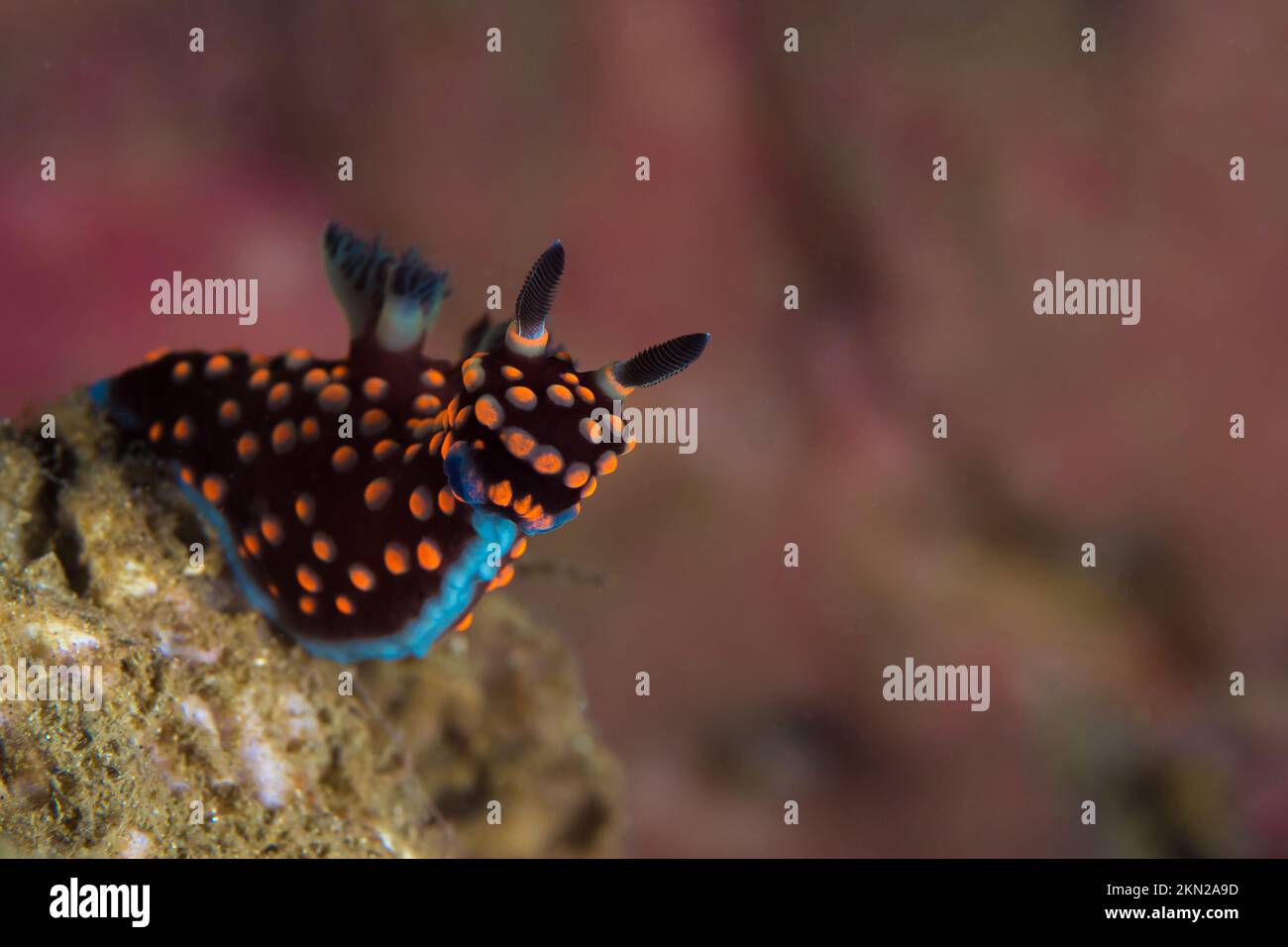 Colorful nudibranch sea slug crawling above coral reef in indonesia ...