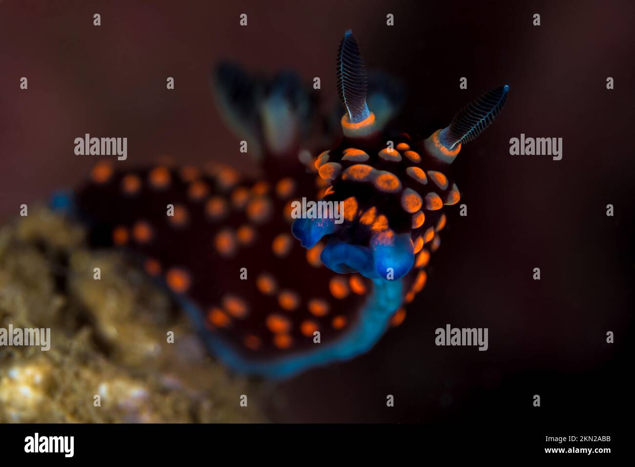 Colorful nudibranch sea slug crawling above coral reef in indonesia ...