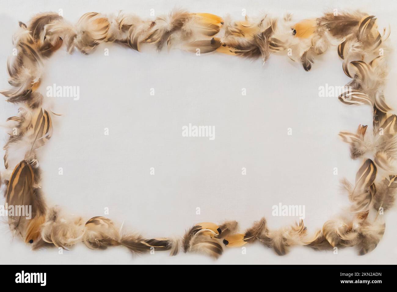 Bird feathers are laid out in a frame. Background Stock Photo - Alamy