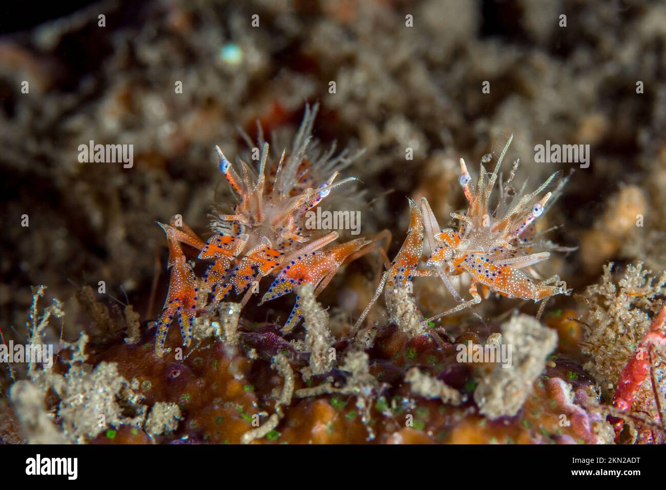 Beautiful orange tiger shrimp on coral reef Stock Photo - Alamy