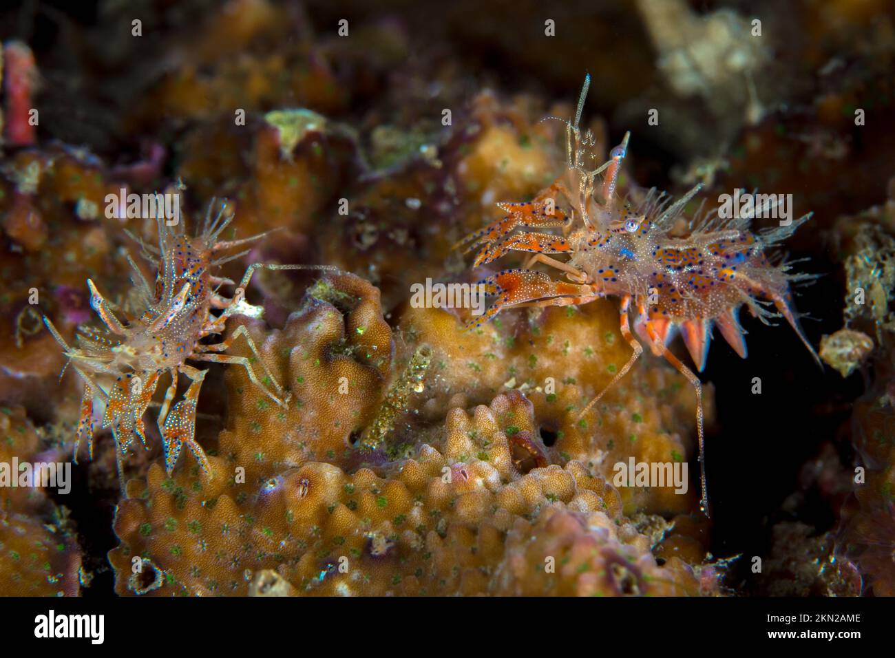 Beautiful orange tiger shrimp on coral reef Stock Photo - Alamy