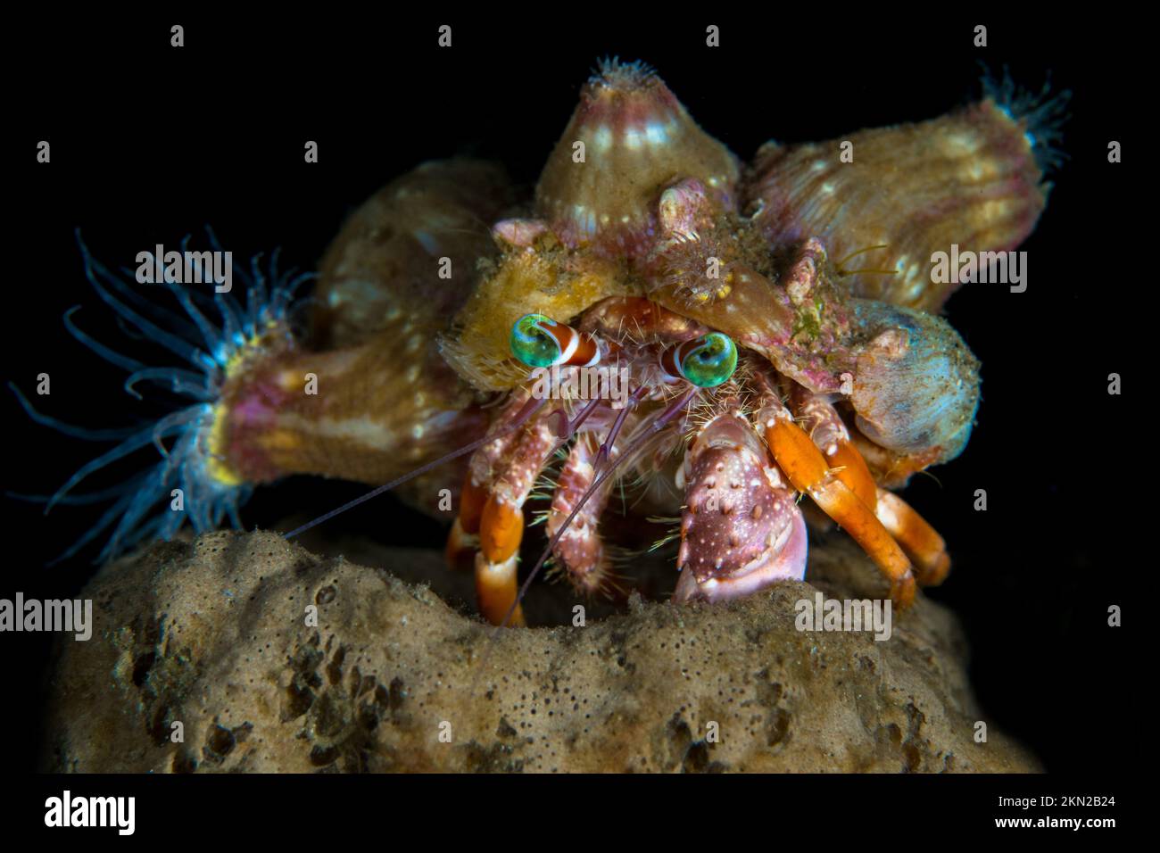 Colorful coral reef crab on scuba diving site in the pacific Ocean ...