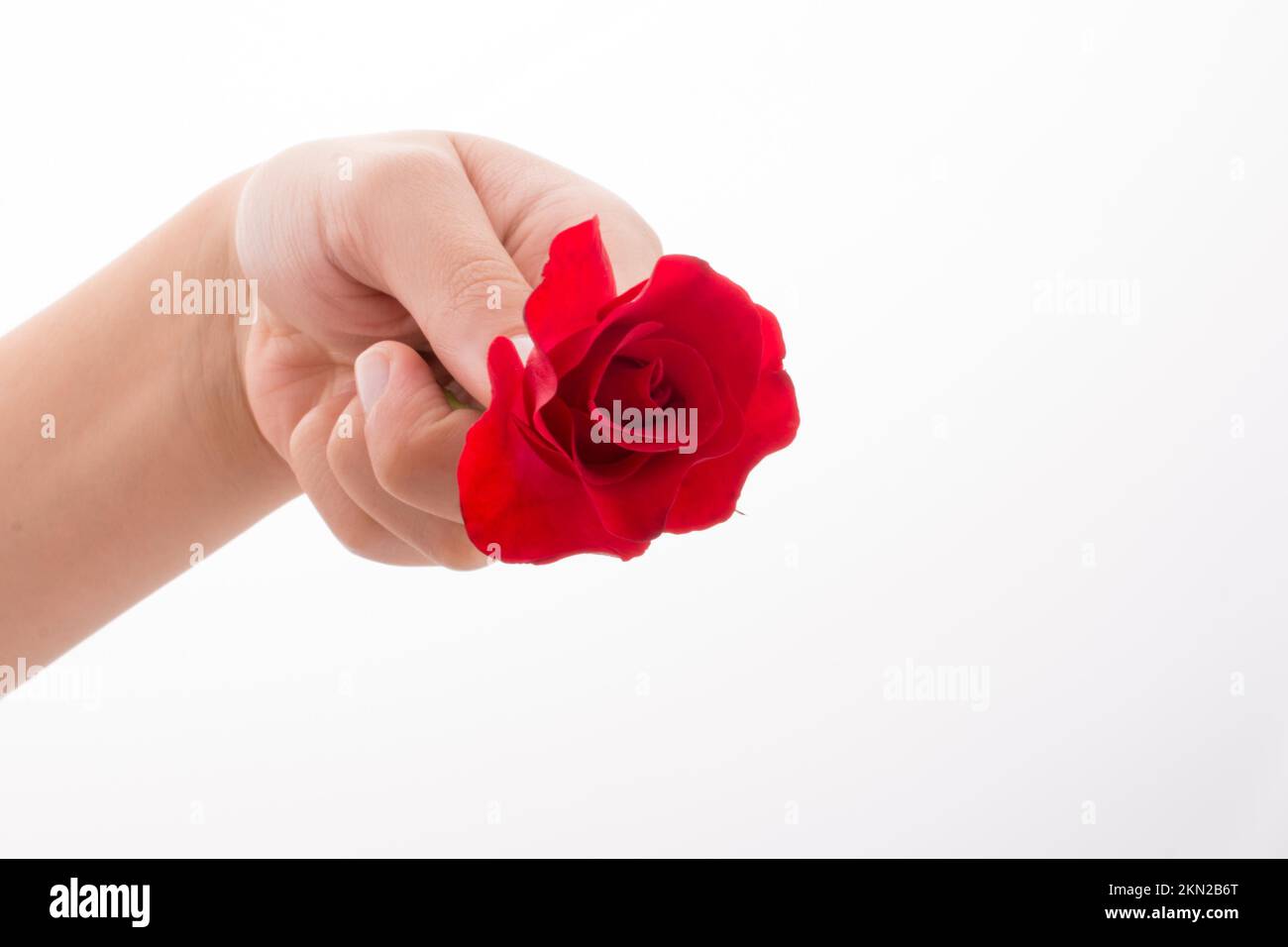 Hand holding a red rose on a white background Stock Photo - Alamy
