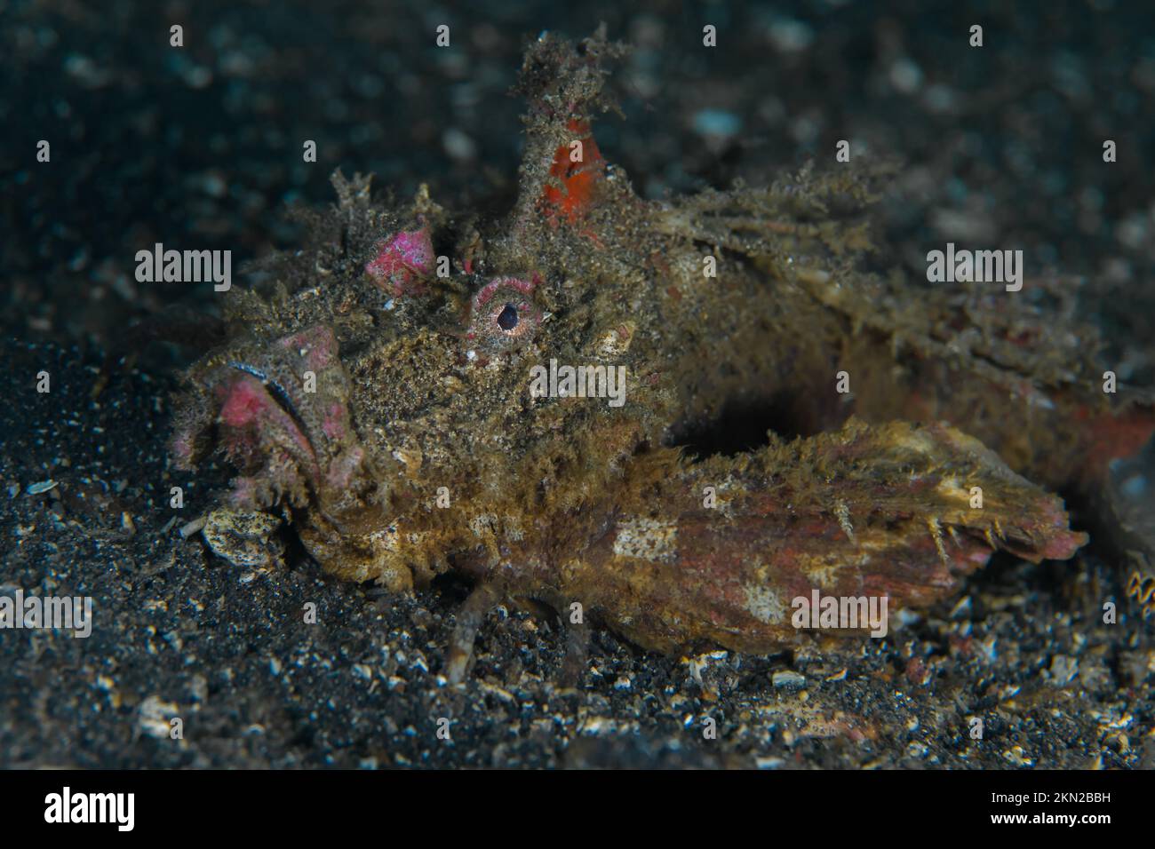 Beautiful detail on scorpionfish skin as it camouflages in with its ...