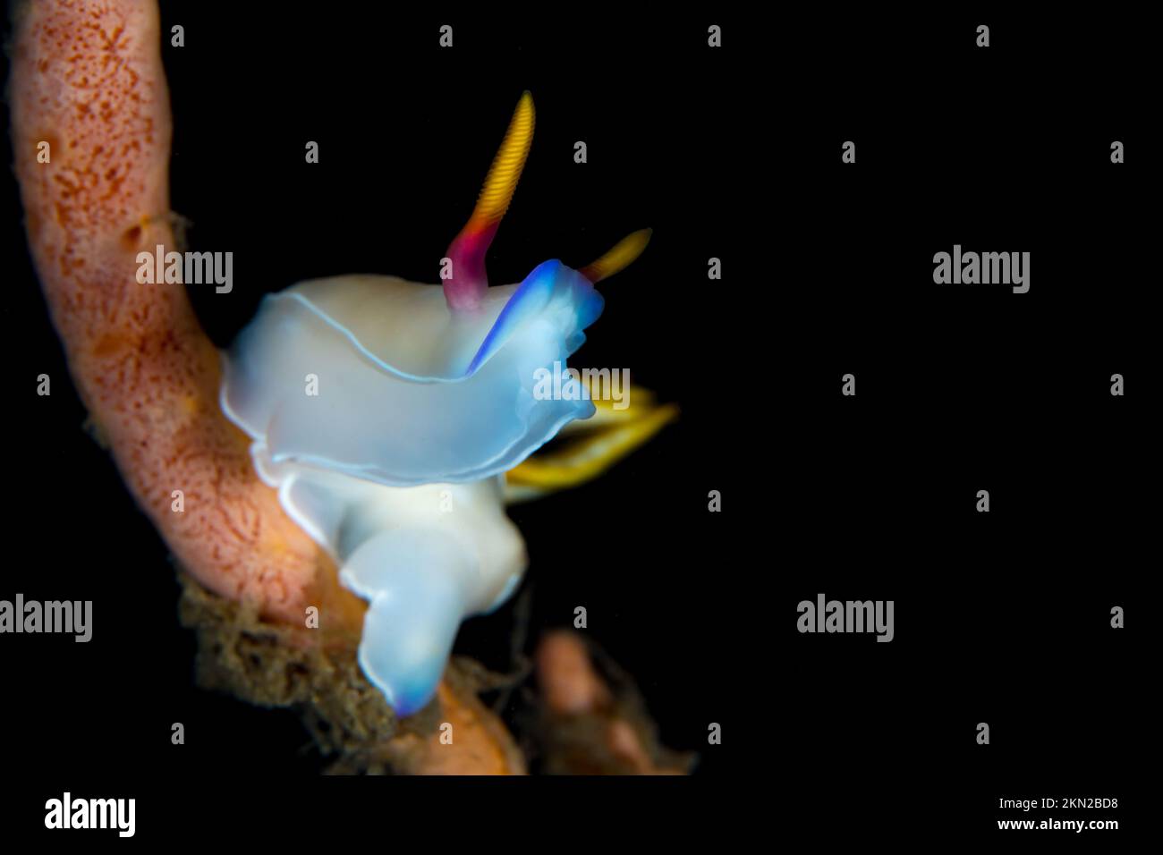 Colorful nudibranch sea slug crawling above coral reef in the Indo ...