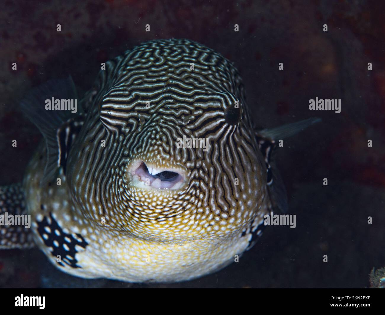 Beautiful pufferfish swimming above healthy coral reef in the Indo ...