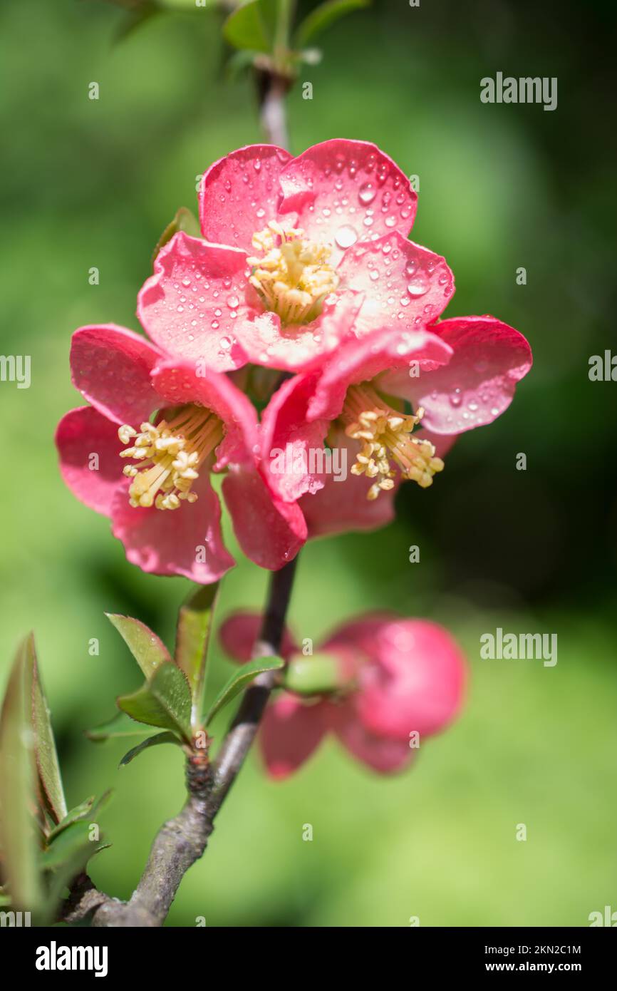 Tree bloom blossom beautiful flowers in spring season Stock Photo - Alamy