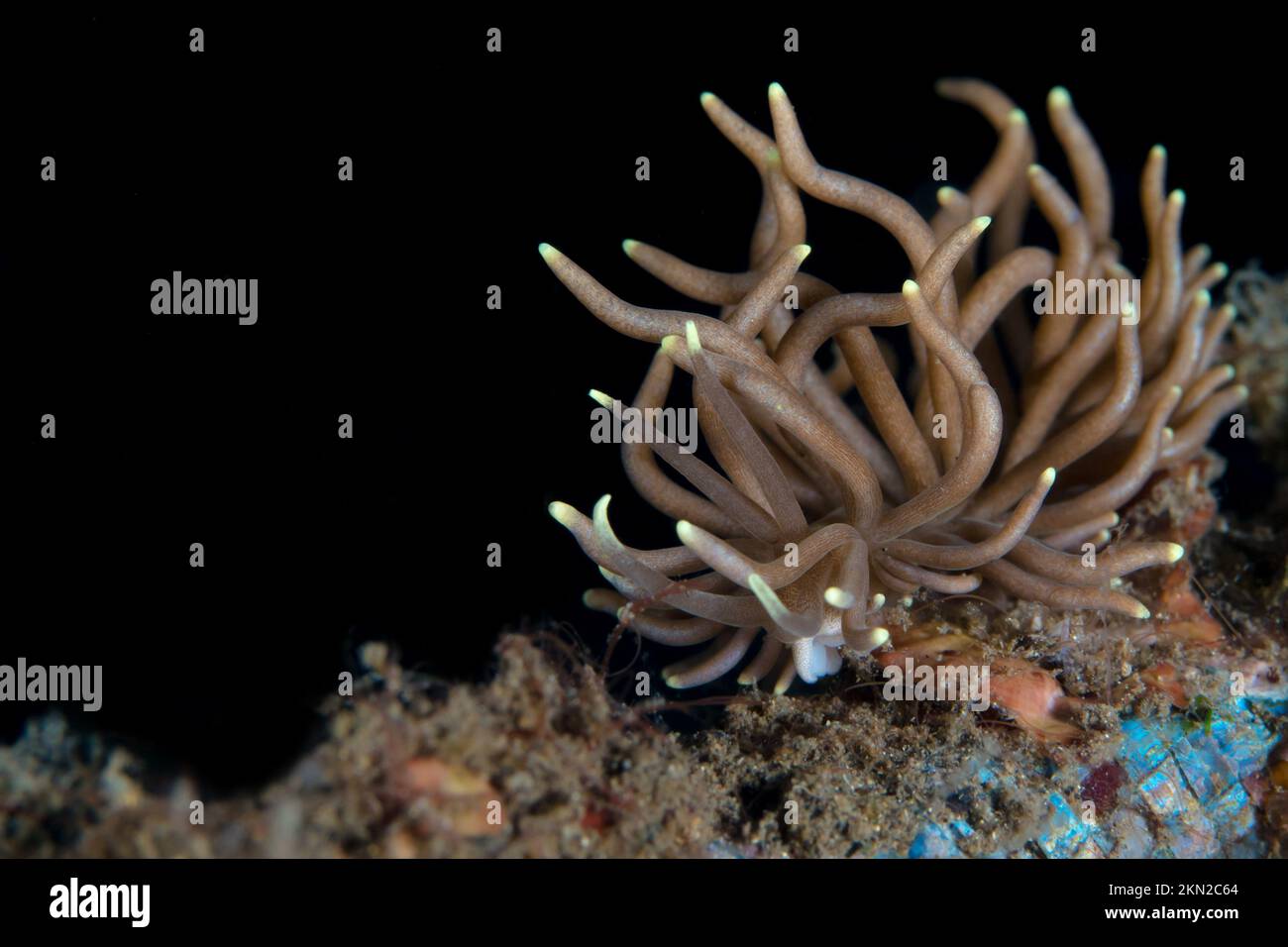 Red spots nudibranch hi-res stock photography and images - Alamy