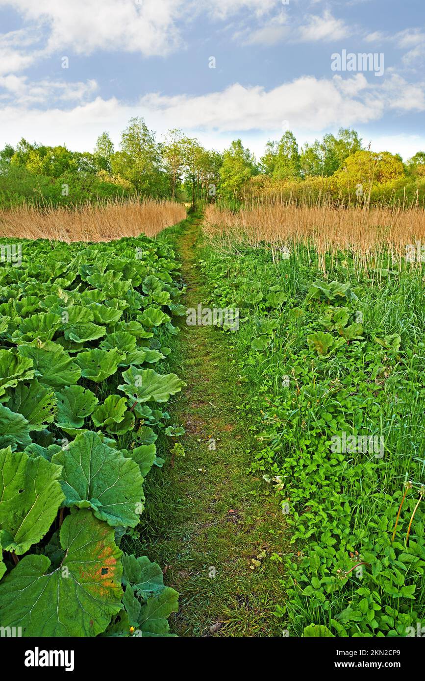 Fertile land. A cultivated field on a farm with a footpath running ...