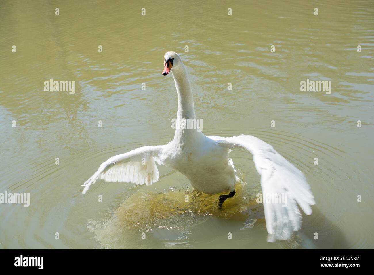 Single swans lives in the natural environment Stock Photo - Alamy