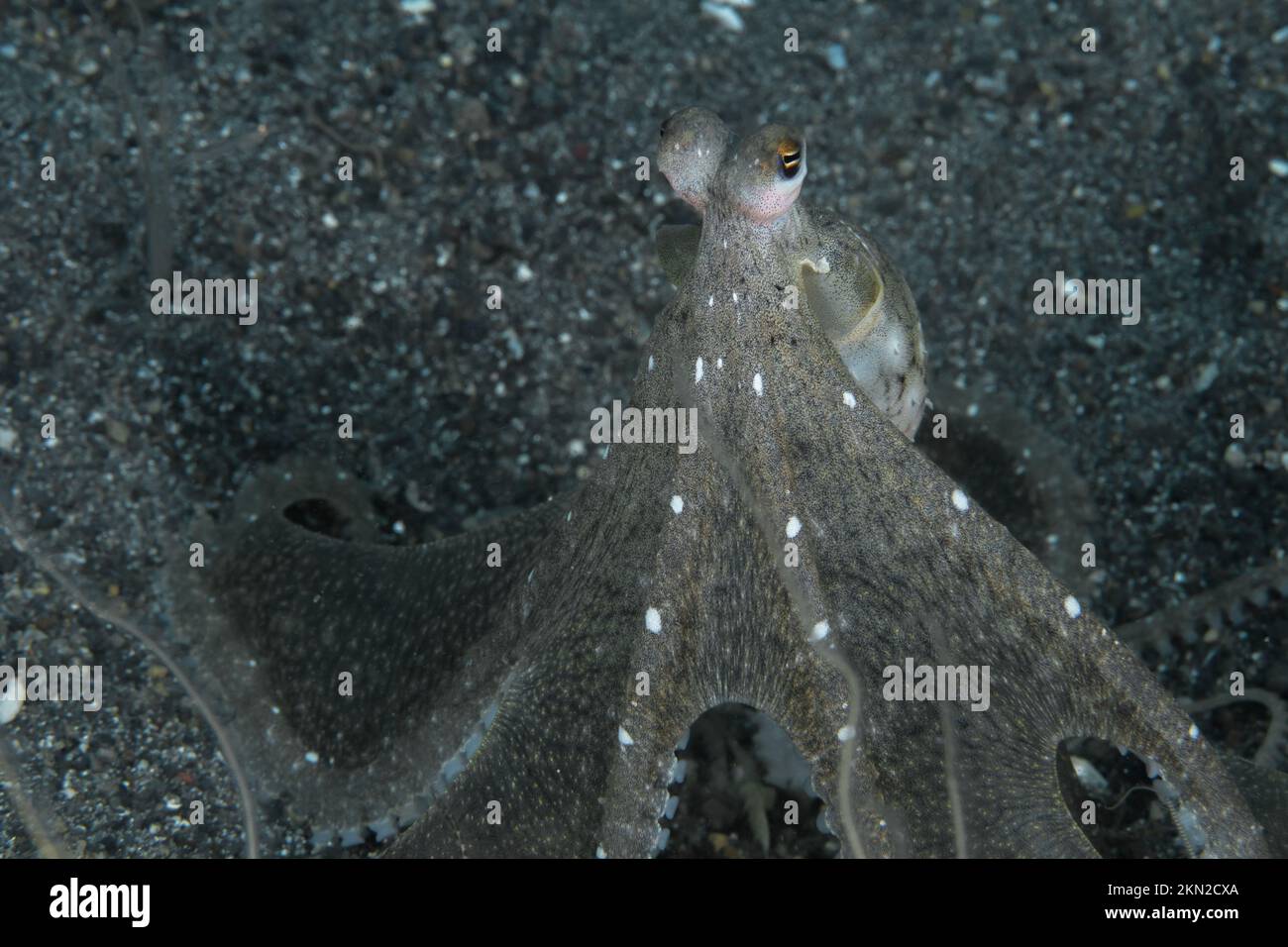 Octopus camouflage - octopus changing it's shape, texture and colour to ... Octopus camouflage - octopus changing it's shape, texture and colour to ...