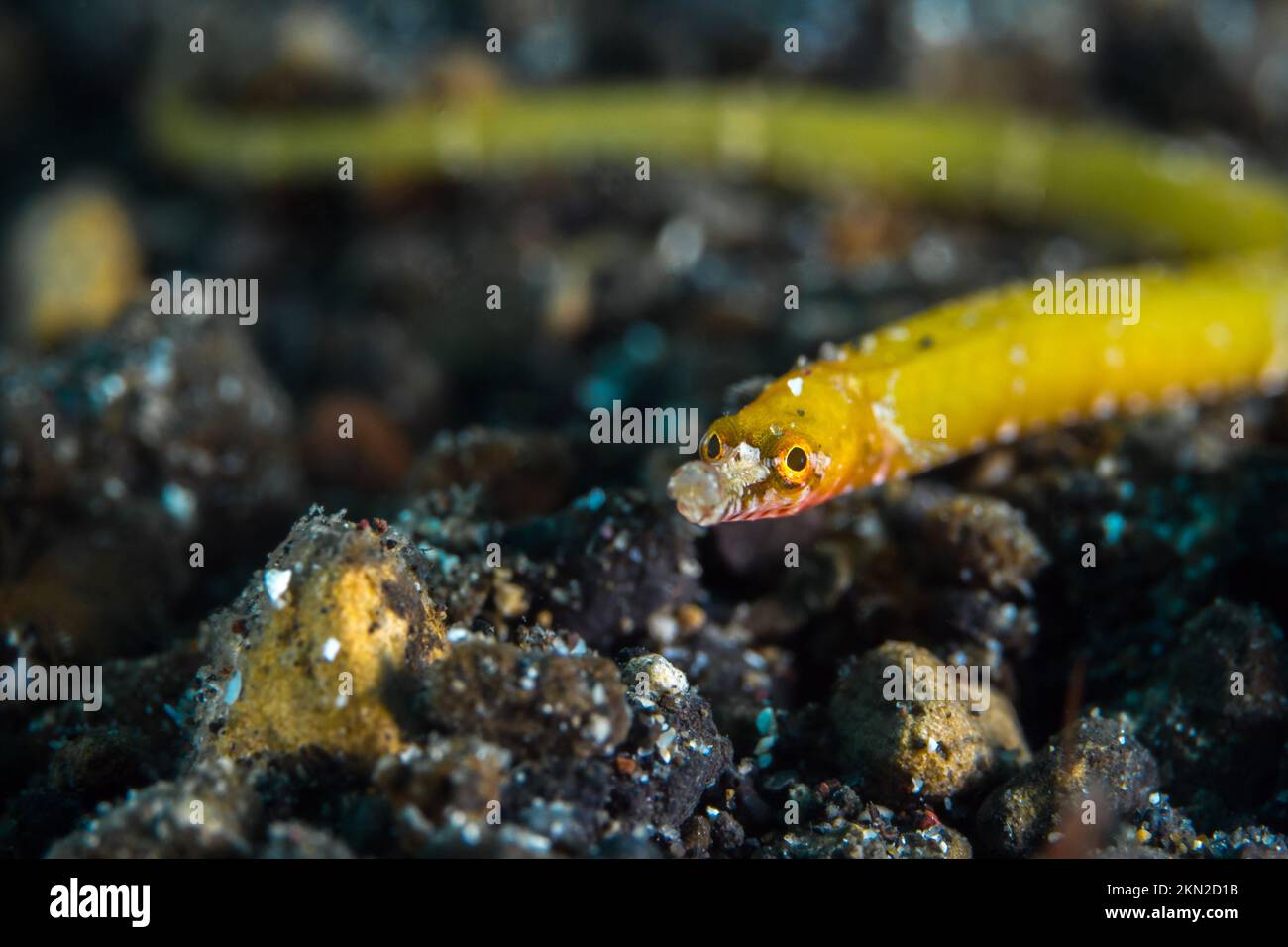 Close up headshot of tropical pipefish in the coral Triangle Stock ...