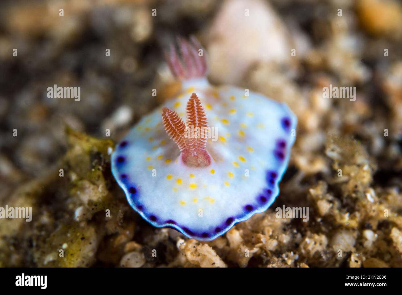 Colorful nudibranch sea slug crawling above coral reef in indonesia ...