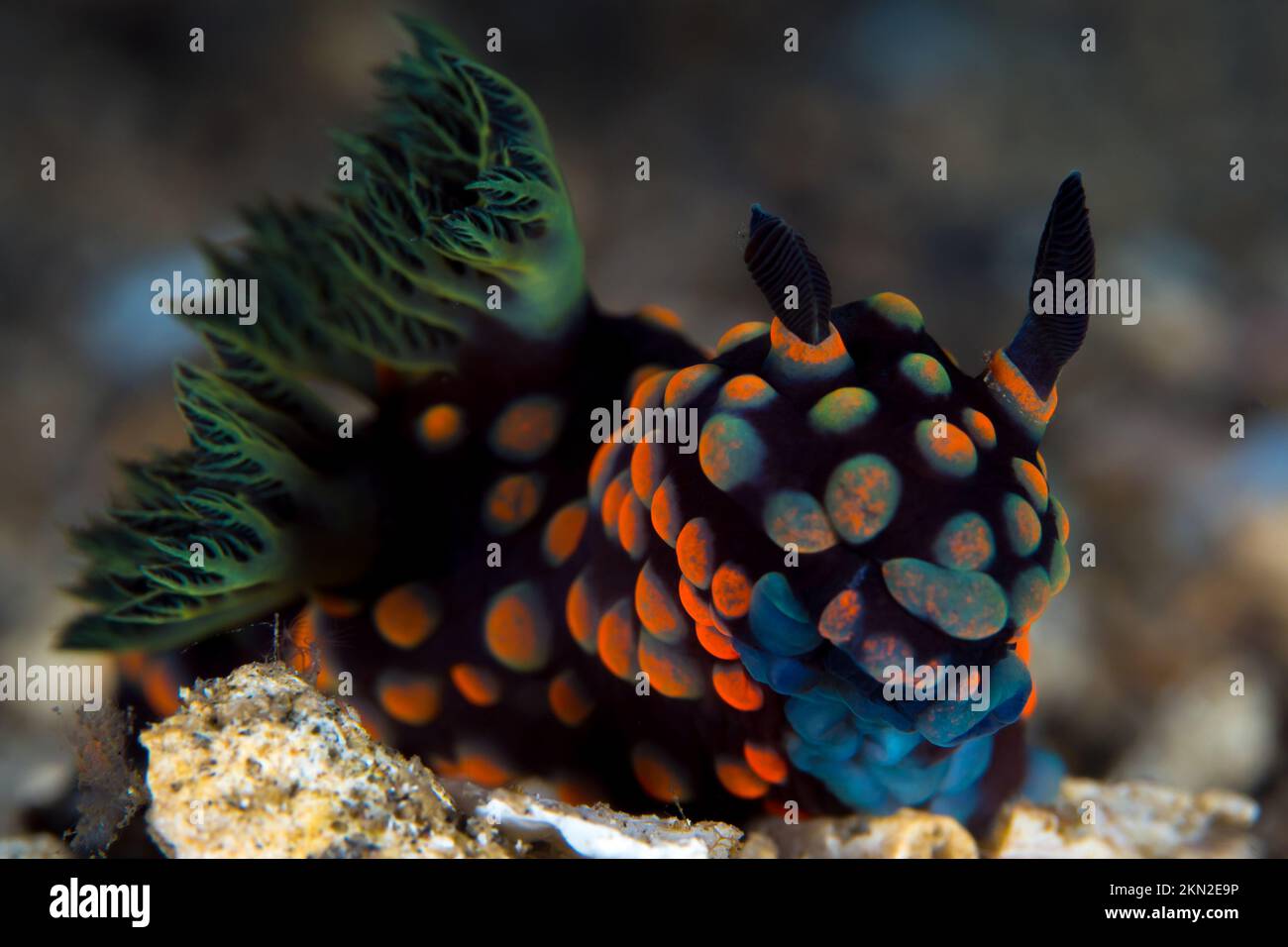 Colorful nudibranch sea slug crawling above coral reef in indonesia ...