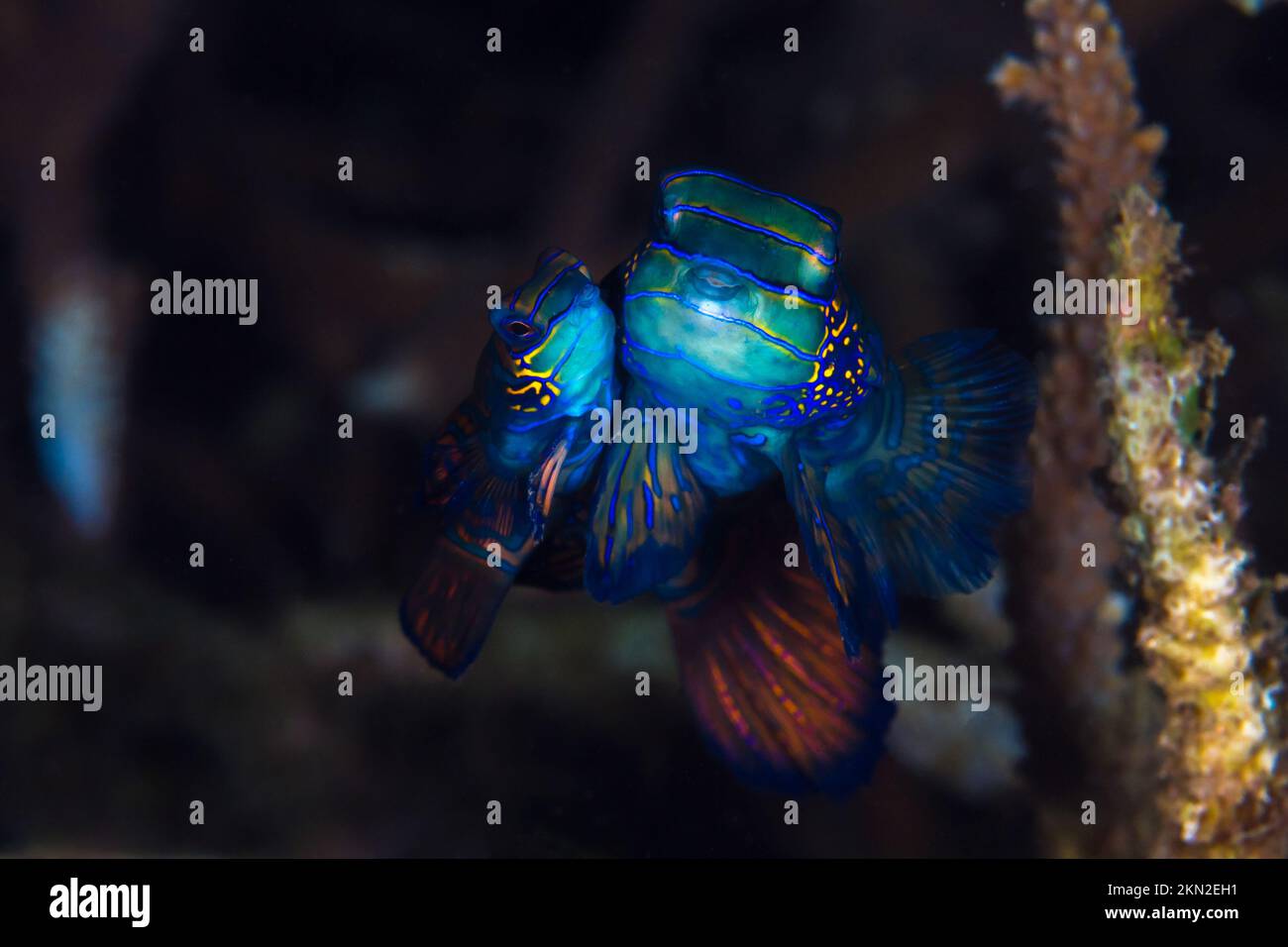 Rainbow coloured topical marine fish - mandarinfish mating above coral ...