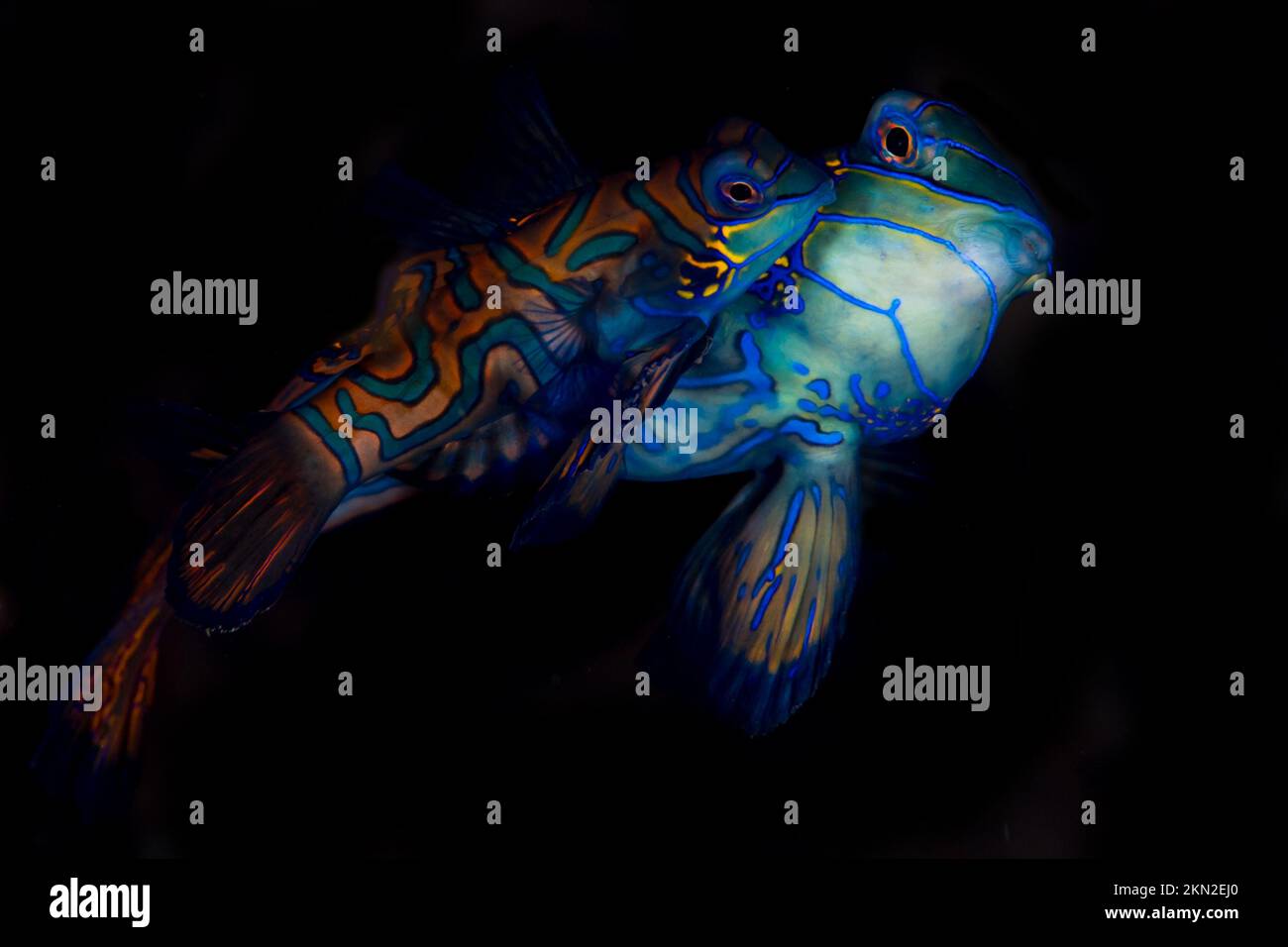 Rainbow coloured topical marine fish - mandarinfish mating above coral ...