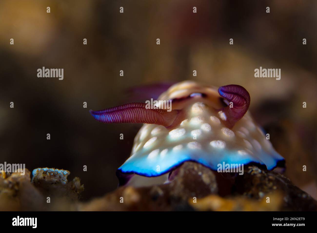 Nudibranchs australia hi-res stock photography and images - Alamy