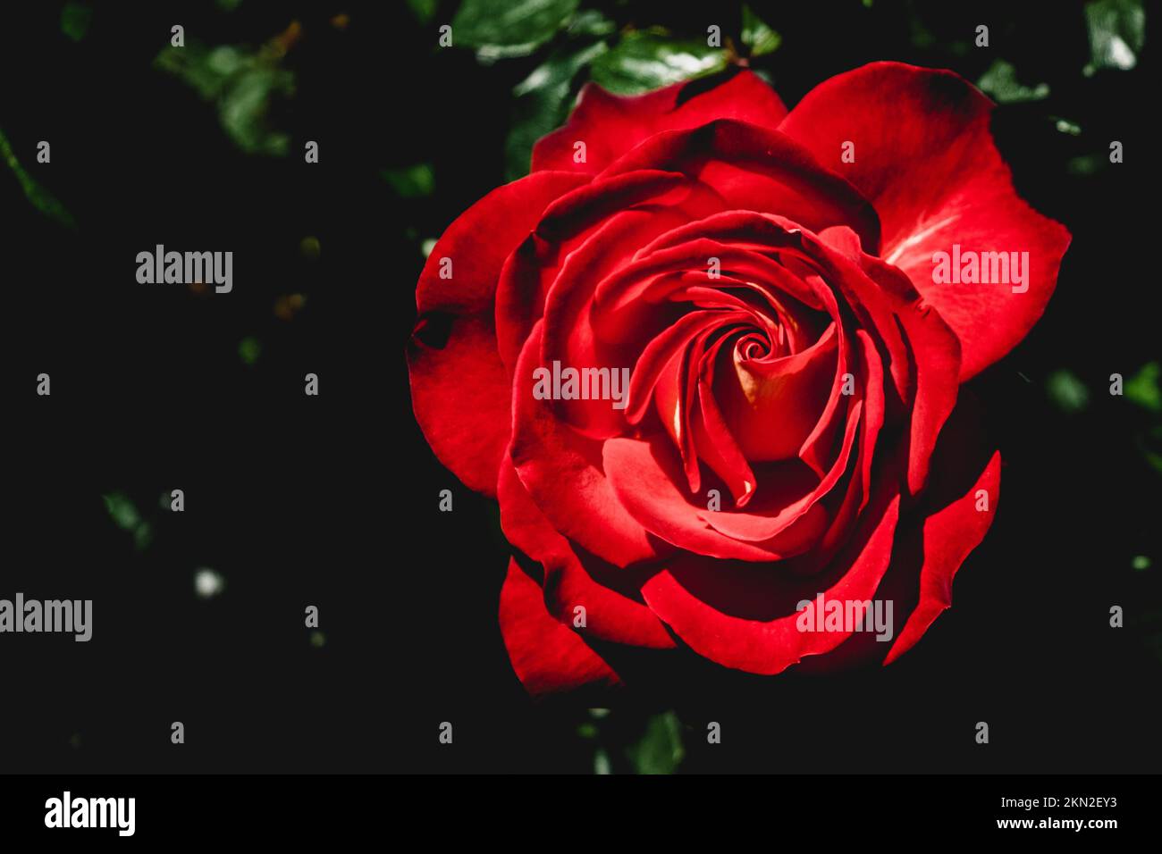 Beautiful colorful Rose Flower on garden background Stock Photo - Alamy