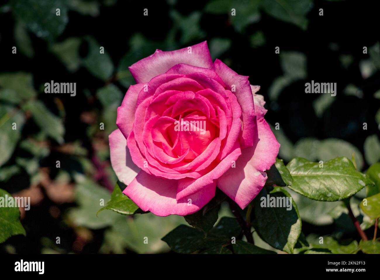 Beautiful colorful Rose Flower on garden background Stock Photo - Alamy