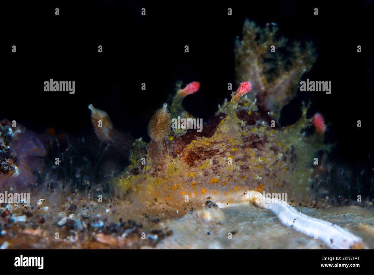 Cryptic nudibranch sea slug camouflages in with its surroundings on ...
