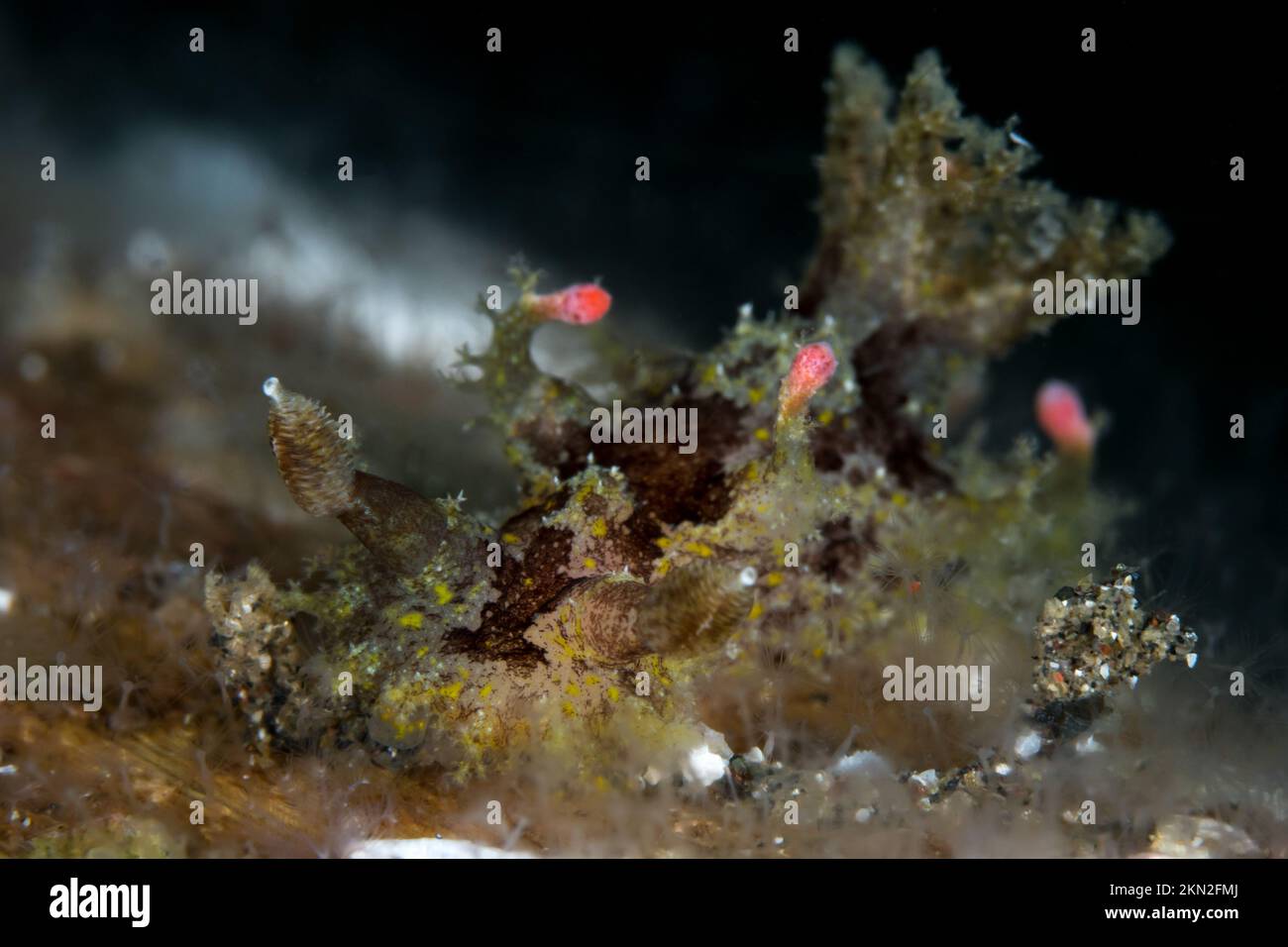 Cryptic nudibranch sea slug camouflages in with its surroundings on ...